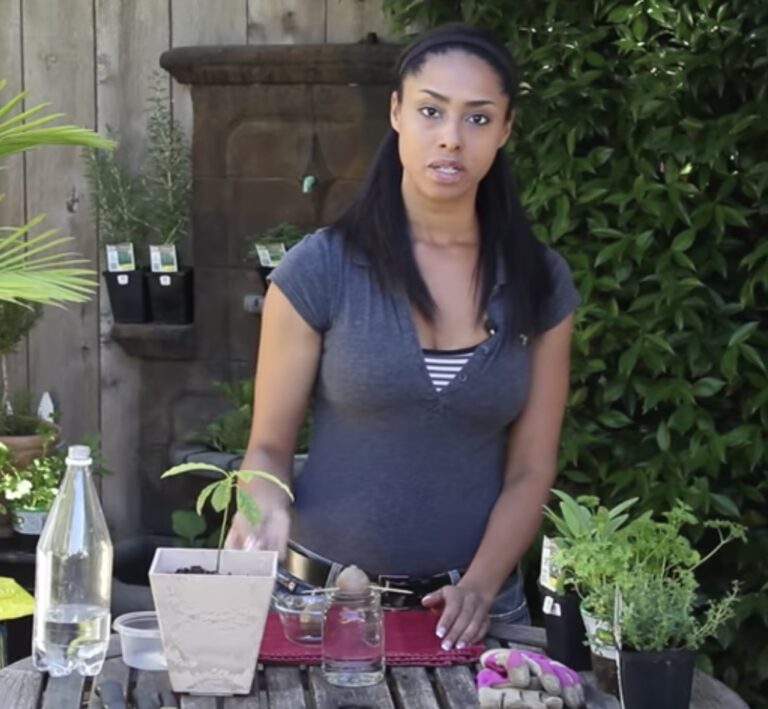 How to Plant Avocado By Teca Thompson - GoddessCoutureNews